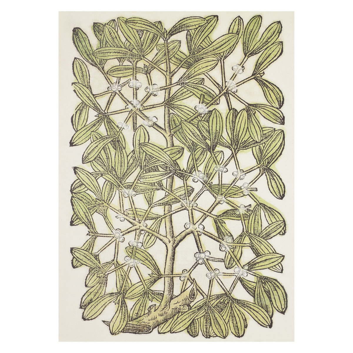 Gift Wrap Mistletoe – Shakespeare Shop